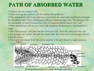 Absorption of water ppt | PPT