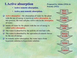 Absorption of water ppt | PPT