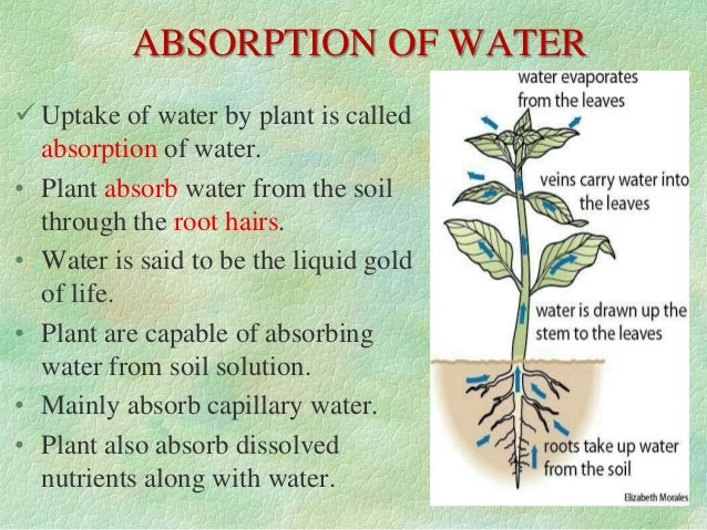 Absorption of water ppt