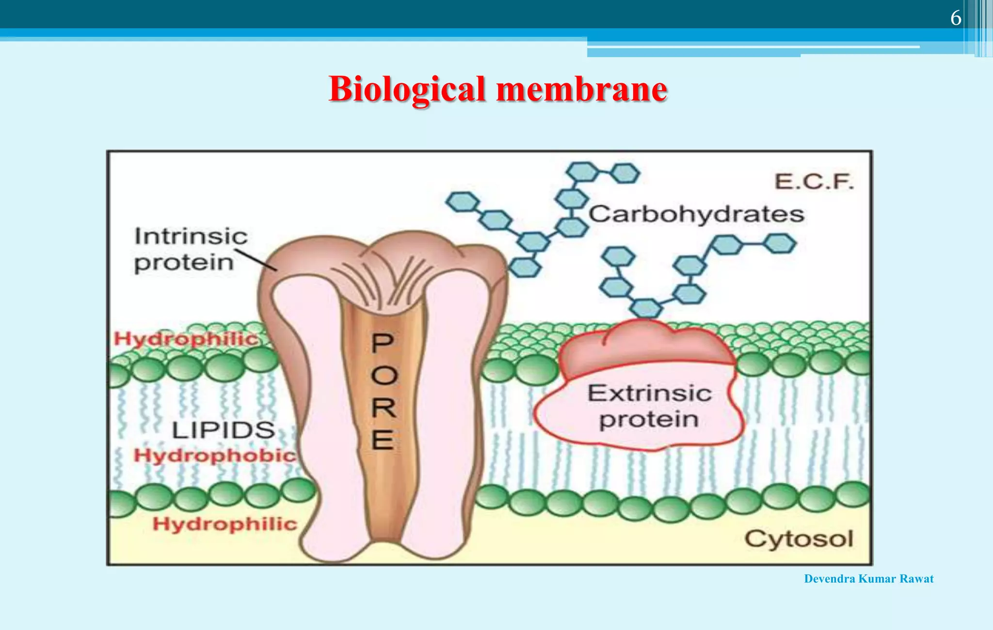 Absorption Pharmacokinetics (pharmacology and toxicology) | PPT