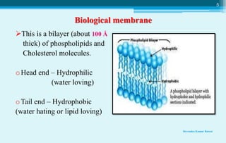 Absorption Pharmacokinetics (pharmacology and toxicology) | PPT