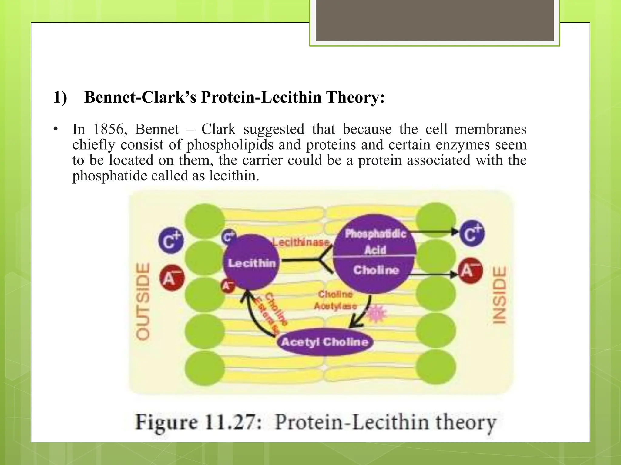 “Absorption Theory Involved In Nutrient Uptake and its Physiology and ...