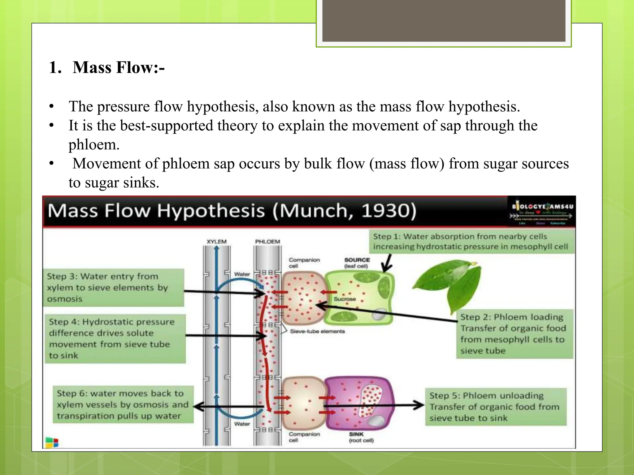 “Absorption Theory Involved In Nutrient Uptake and its Physiology and ...