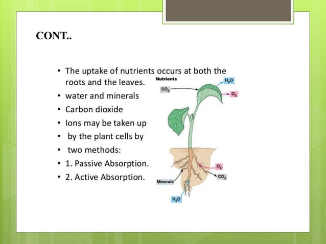 “Absorption Theory Involved In Nutrient Uptake and its Physiology and ...