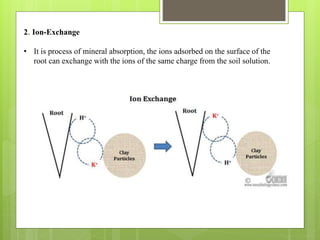“Absorption Theory Involved In Nutrient Uptake and its Physiology and ...