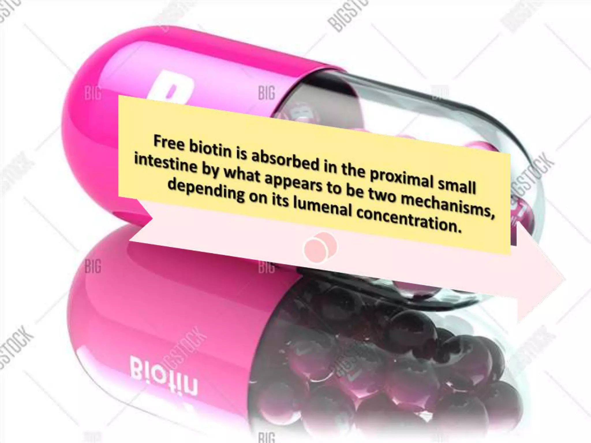 Absorption, transport and metabolism of biotin | PPSX