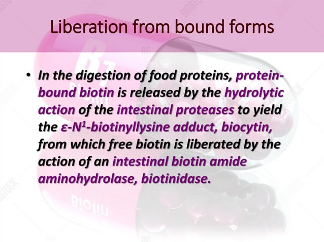 Absorption, transport and metabolism of biotin | PPSX | Endocrine and ...