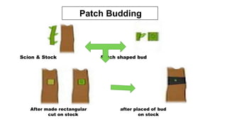 Canopy Development And Management In Relation To Growth, Flowering ...