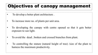 Canopy Development And Management In Relation To Growth, Flowering ...
