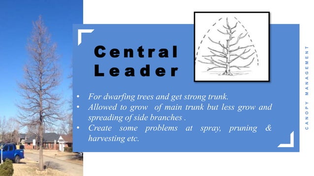 Canopy Development And Management In Relation To Growth, Flowering ...