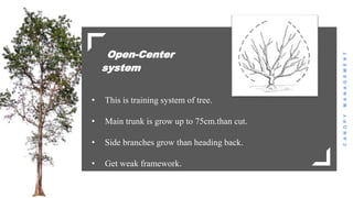 Canopy Development And Management In Relation To Growth, Flowering ...