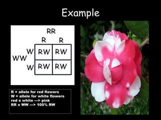 NonMendelian Genetics Part2 | PPTX