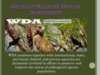 Abstract wda | PDF | Pets