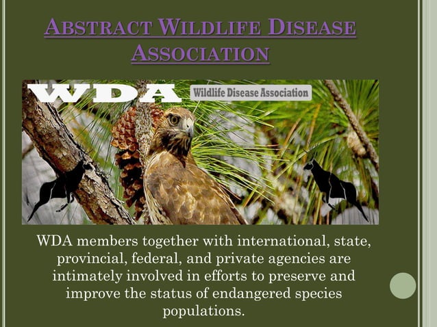 Abstract wda | PDF