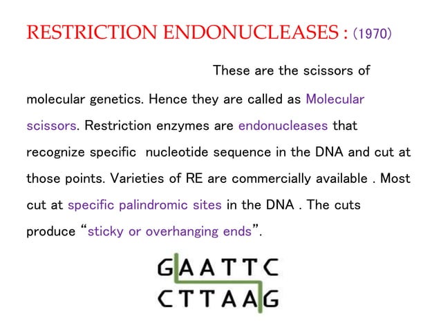 Construction of rDNA molecules and bacterial transformation | PPTX ...