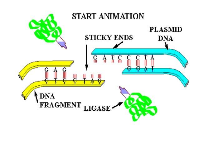 Construction of rDNA molecules and bacterial transformation | PPTX ...