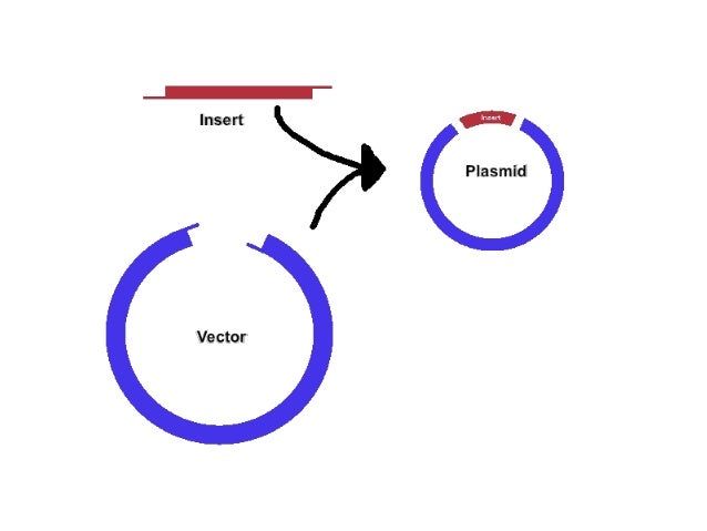 Construction of rDNA molecules and bacterial transformation