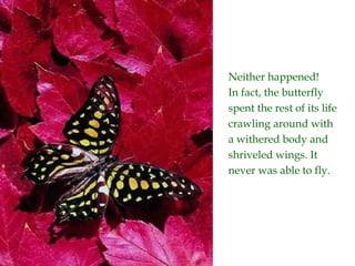A butterfly's lesson(rev) | PPT