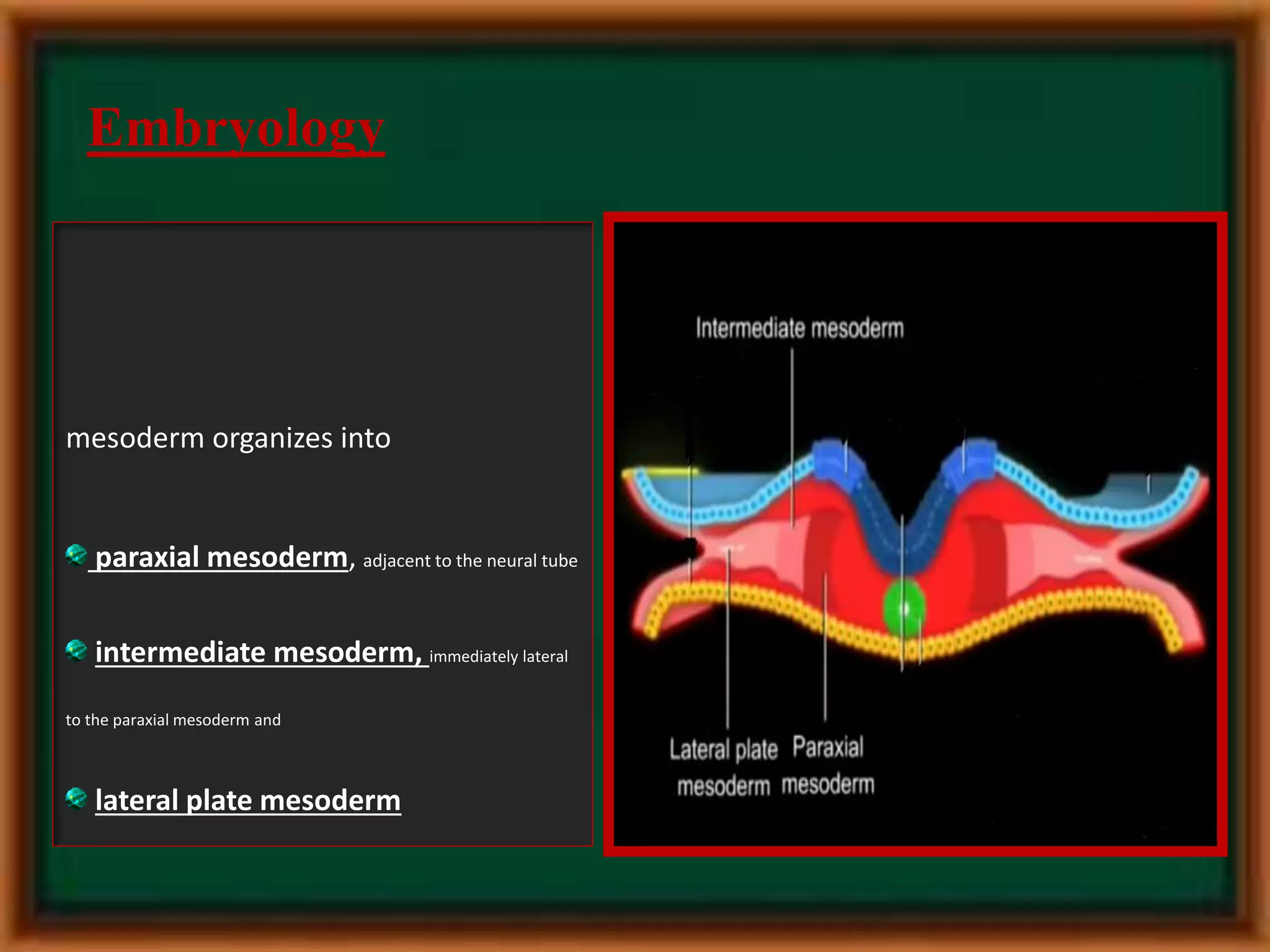 Abdominal Wall Defects Pptx Pregnancy Reproductive Health