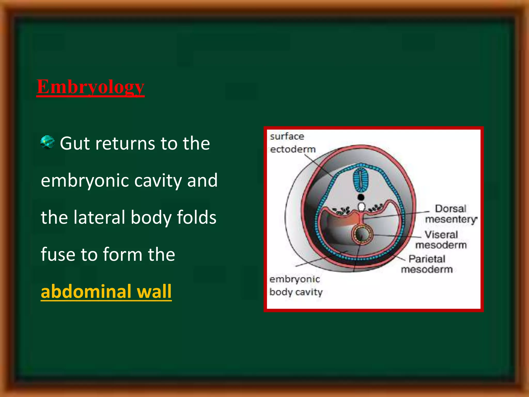 Abdominal wall defects | PPTX