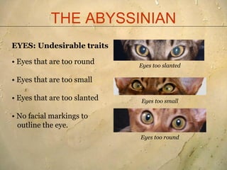 Abyssinian breed standard presentation 2011[1] | PDF