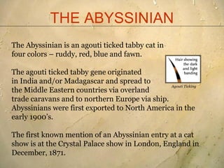 Abyssinian breed standard presentation 2011[1] | PPT
