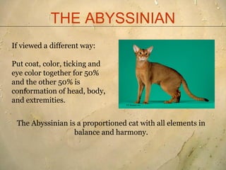 Abyssinian breed standard presentation 2011[1] | PPT