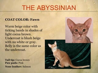 Abyssinian Colors