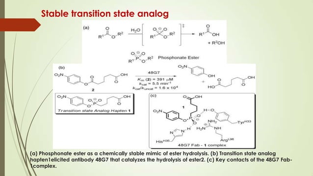 Abzyme(catalytic antibody) | PPTX