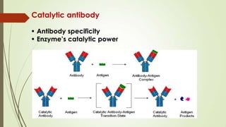 Abzyme(catalytic antibody) | PPTX