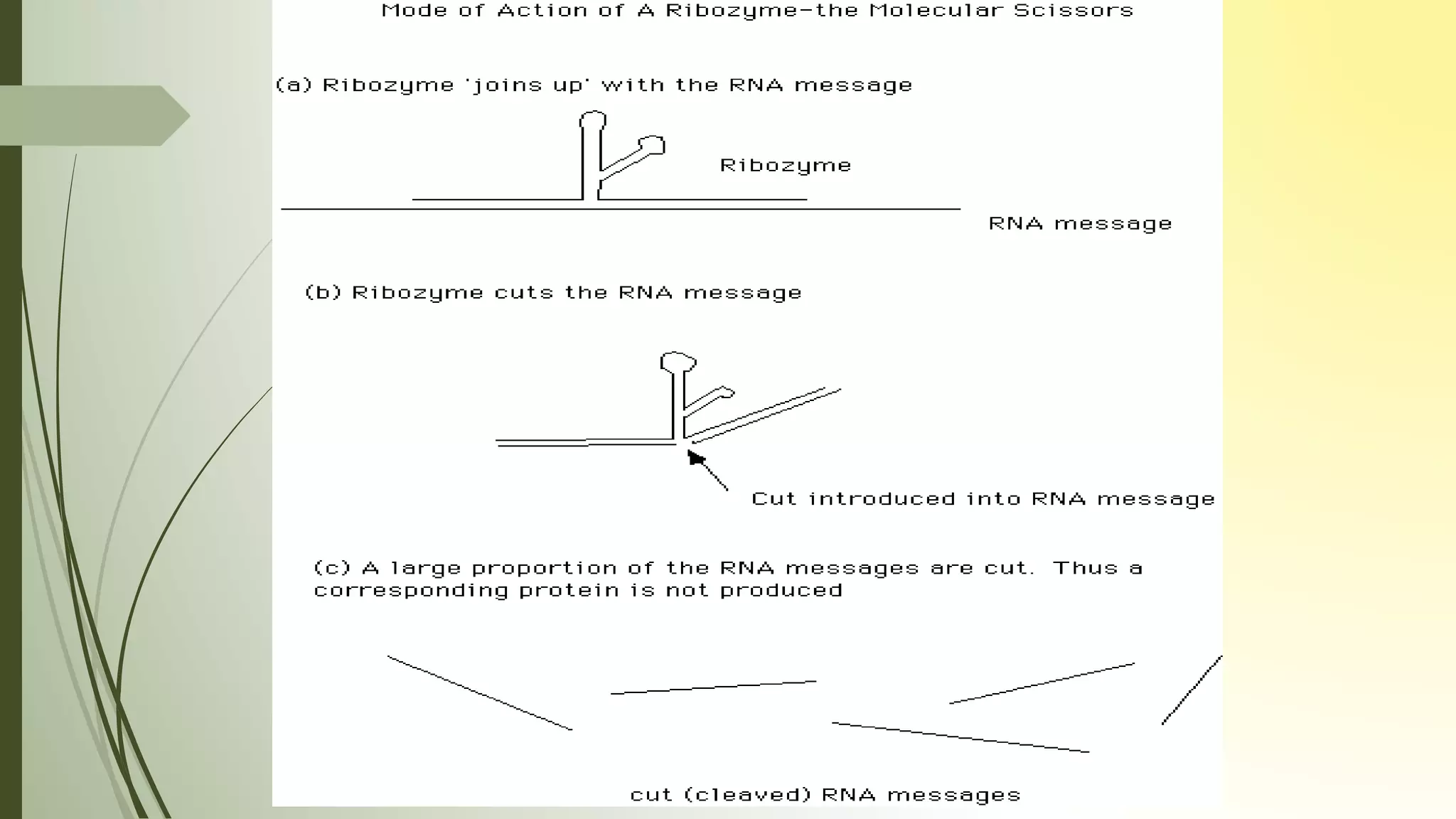Abzymes, ribozymes | PPTX
