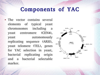 Artificial Vectors | PDF