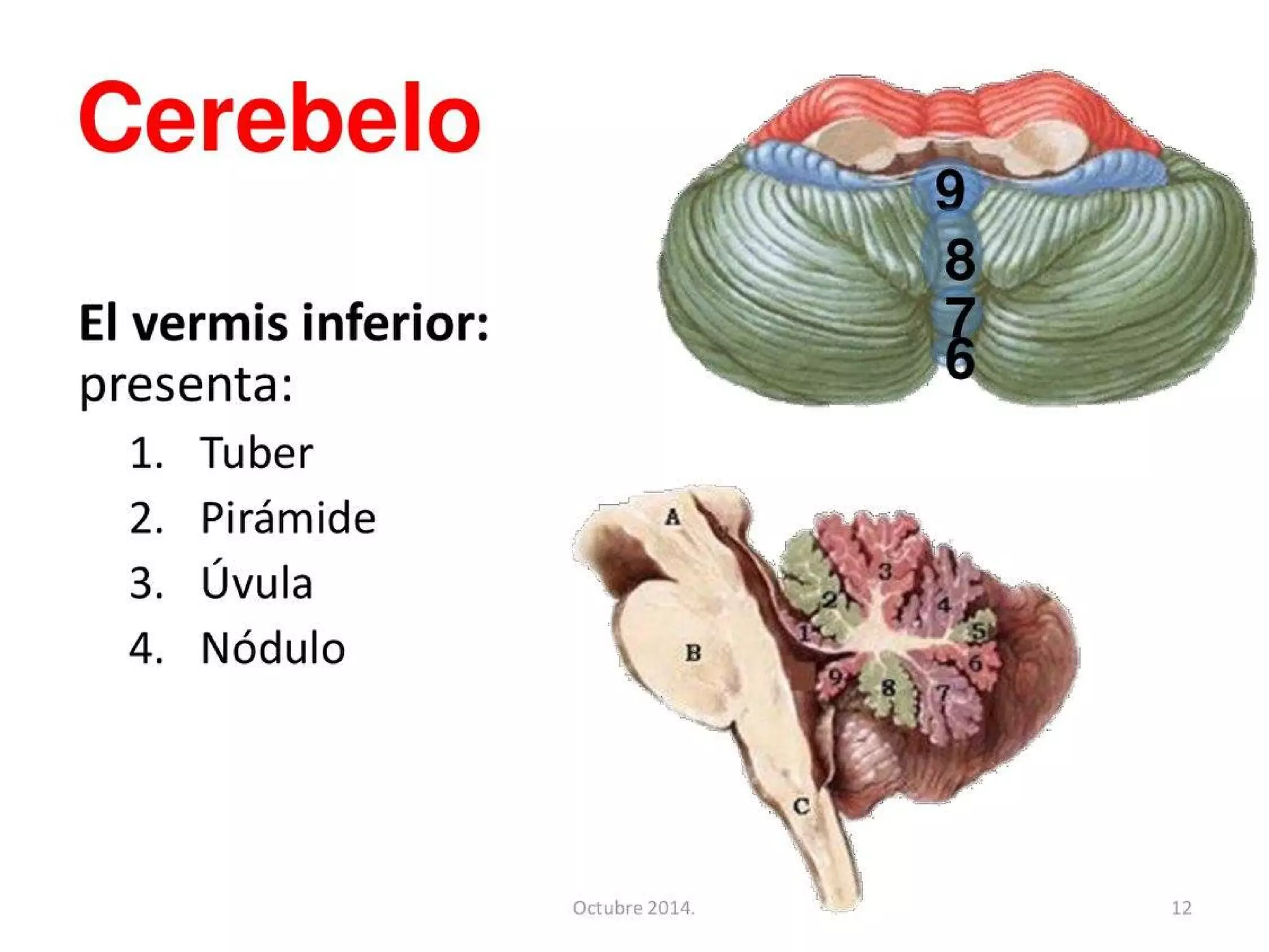 Anatomía del Cerebelo | PPT