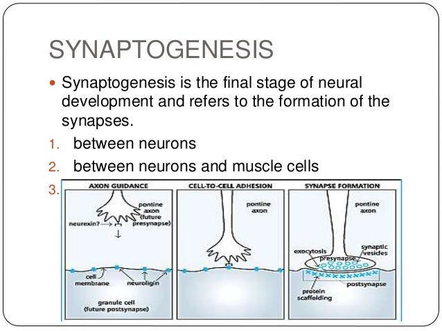 synapse microarray ppt