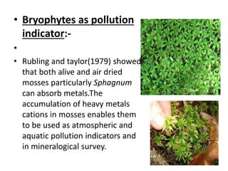 ECONOMIC IMPORTANCE OF BRYOPHYTES | PPTX