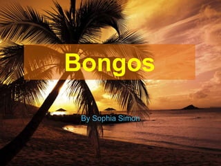 bongos | PPT