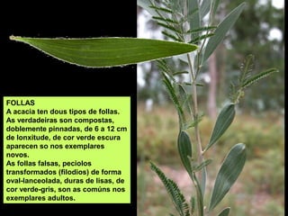 Acacia (Acacia melanoxylon) | PPS