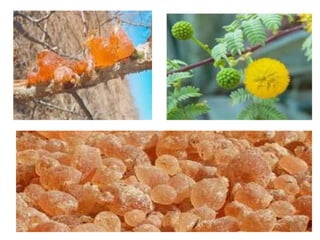 Acacia- Indian Gum and Gum Arabic | PPTX