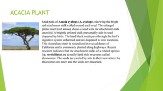 Acacia.pptx
