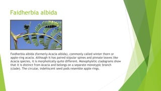 Acacia.pptx