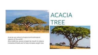 acacia tree and water lilly . Science .pdf
