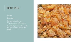 Acacia arabica | PDF