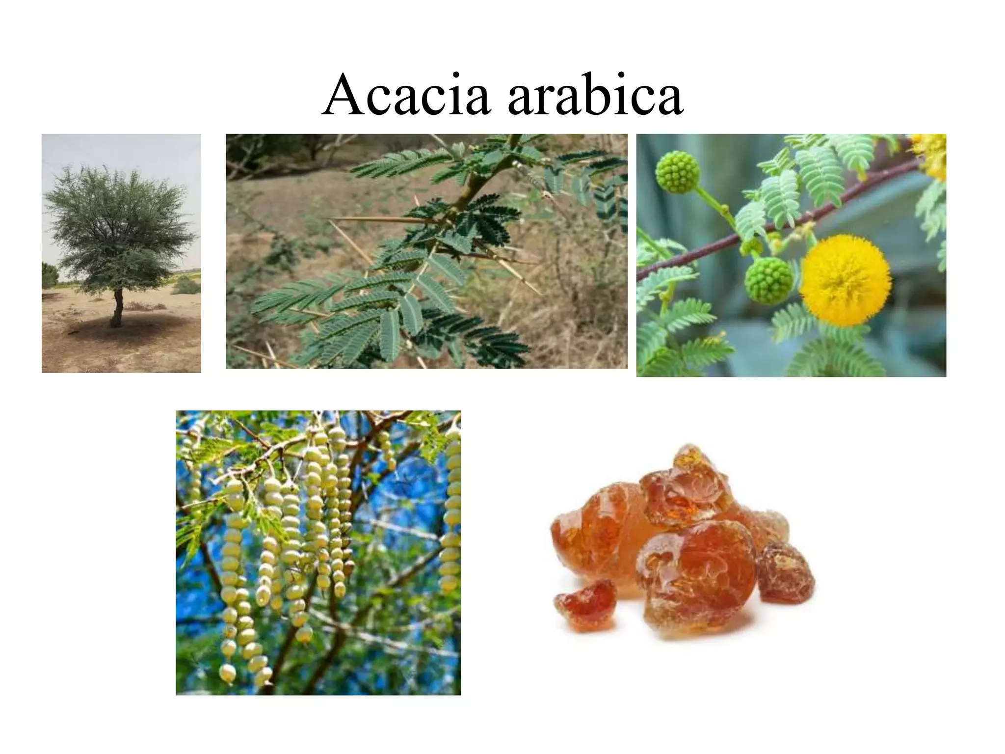 Acacia arabica | PPT