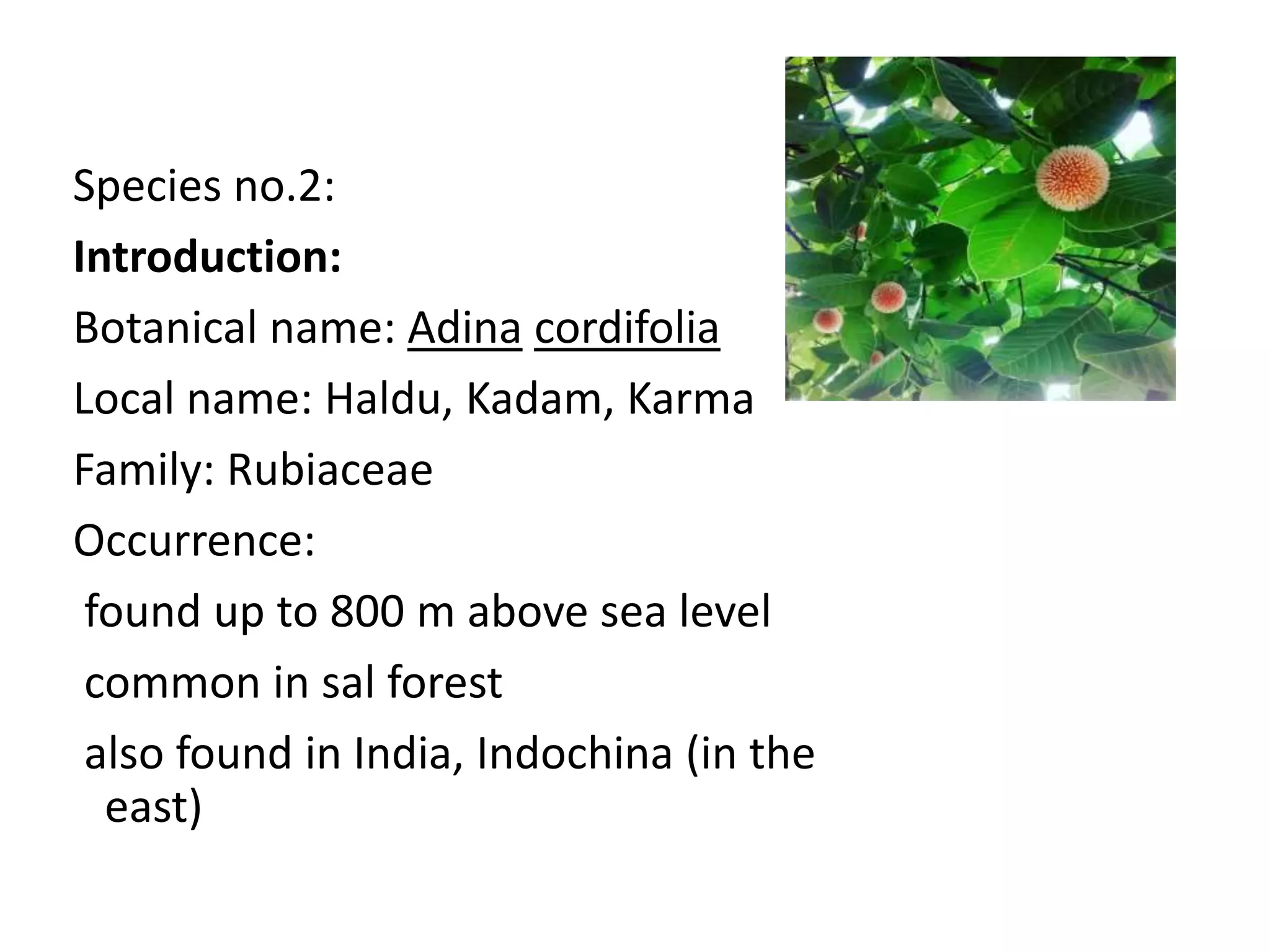 Acacia catechu and Adina cordifolia | PPTX