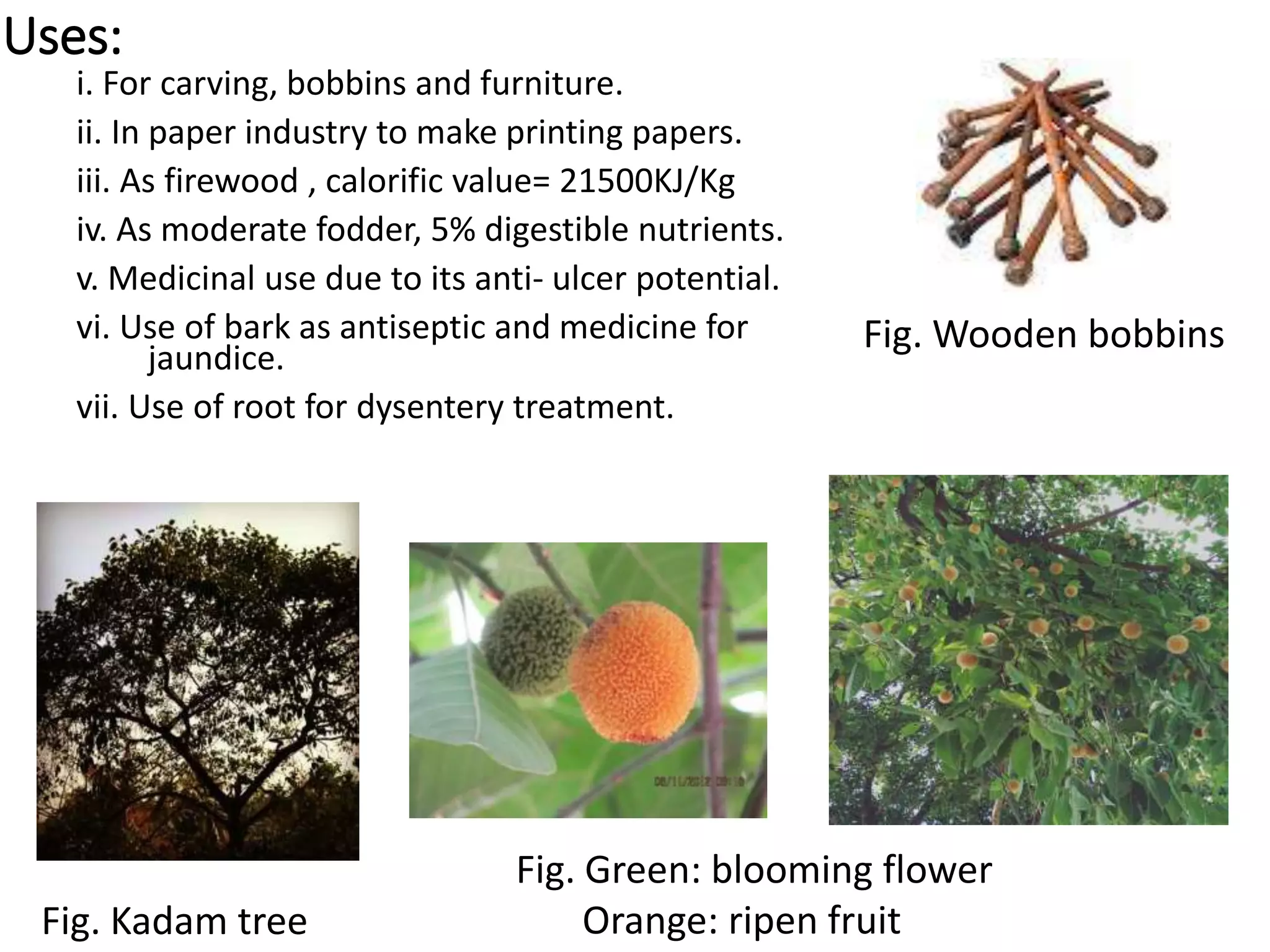 Acacia catechu and Adina cordifolia | PPTX