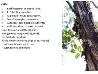 Acacia catechu and Adina cordifolia | PPTX