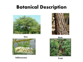 Acacia catechu | PPTX