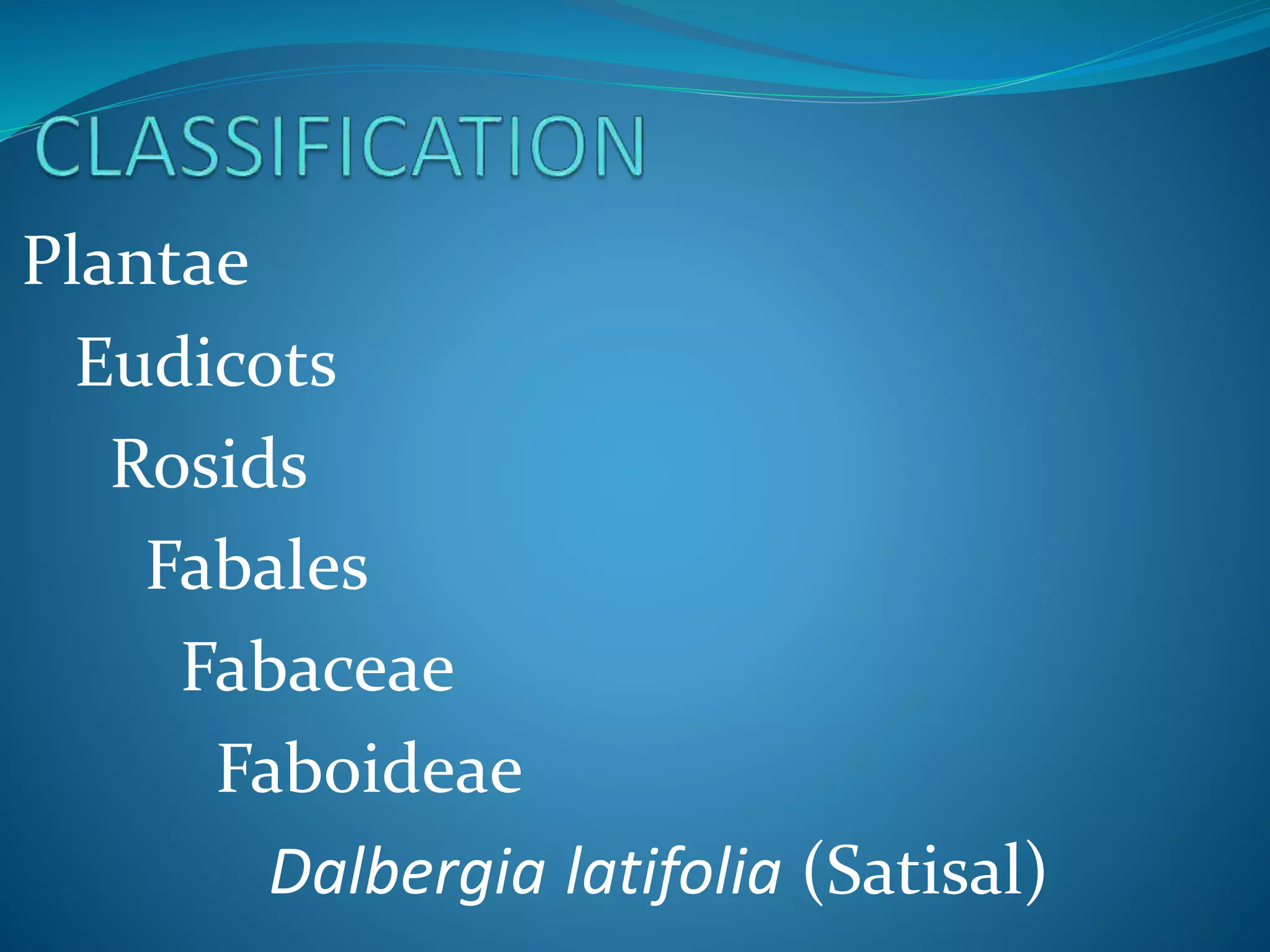 Acacia catechu abiral final 1 | PPTX
