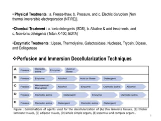 Crossing kingdoms-Using decellularized plants as perfusable tissue- | PPT