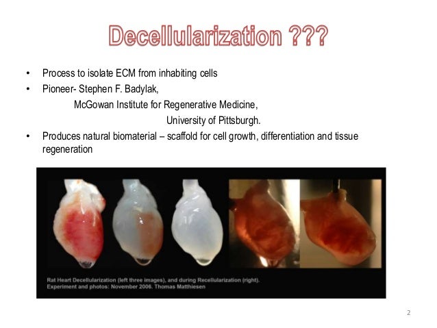 Crossing kingdoms-Using decellularized plants as perfusable tissue-